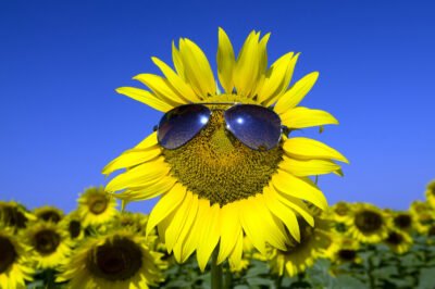 List of 115 Funny Plant Names (Unique & Cute Plant Names)