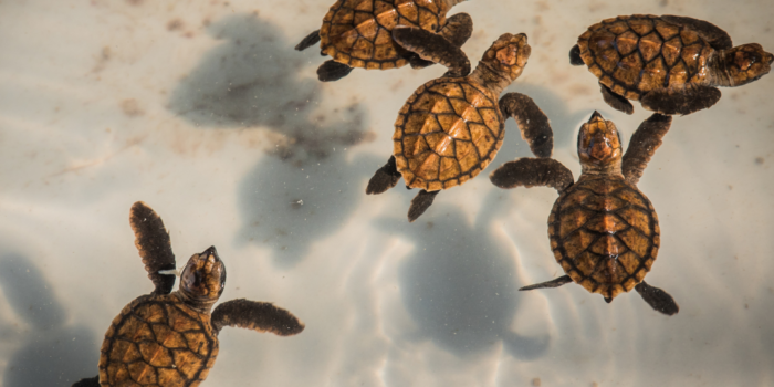 140 Funny Turtle Names (Cute Ideas for Your Pet Tortoise)