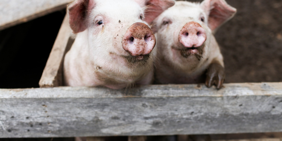 100 Funny Pet Pig Names for Your Little Piglet