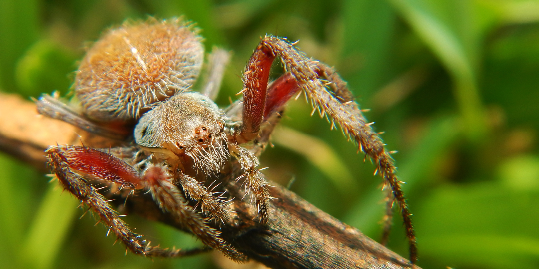 180 Funny & Cute Pet Spider Names