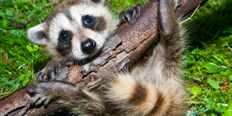 170+ Best Funny Raccoon Names (Cool, Funny, and Cute)