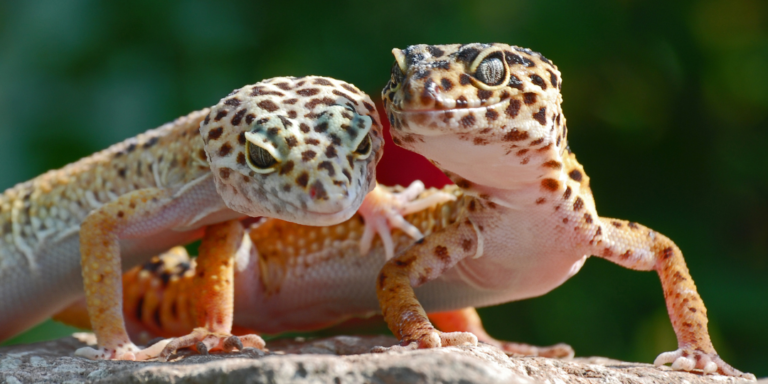 250 Pet Gecko Names That Are Too Good To Miss Out On