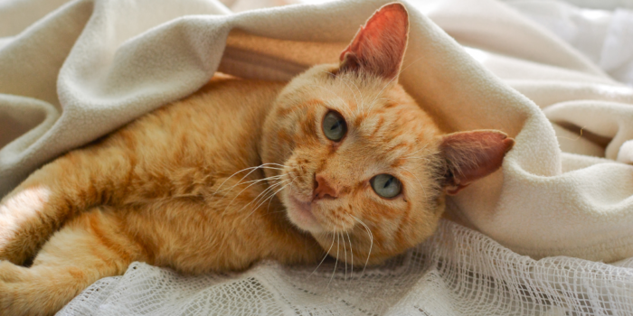 160 Funny Orange Cat Names for Your Ginger Kitty