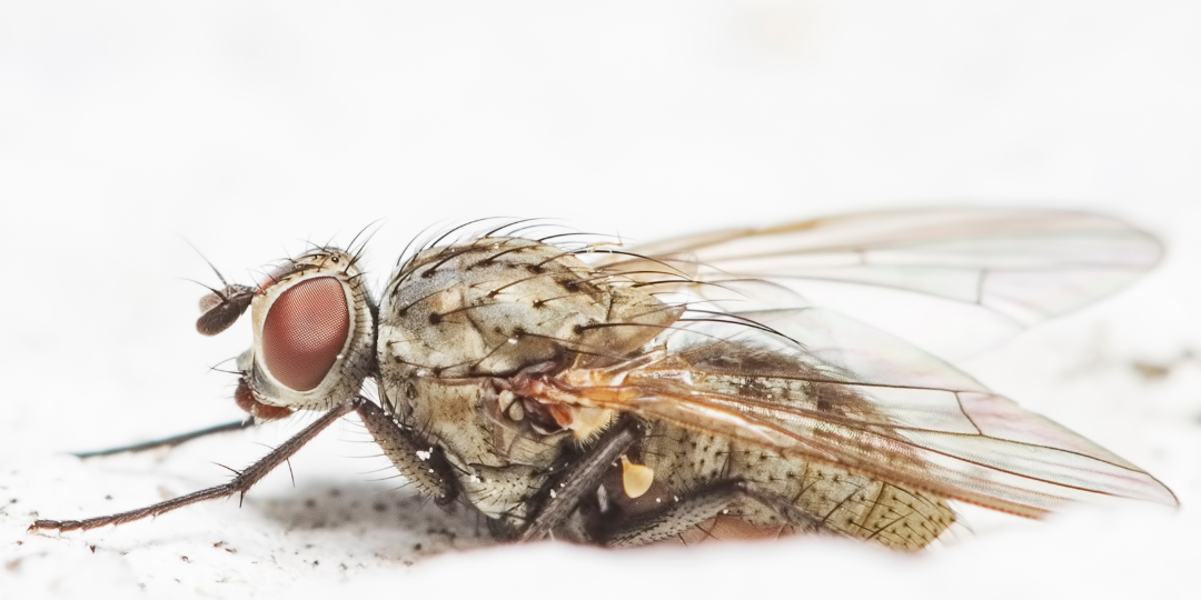 180 Funny Bug Names (Hilarious Ideas)