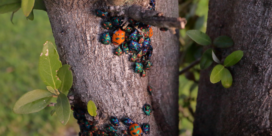 180 Funny Bug Names (Hilarious Ideas)