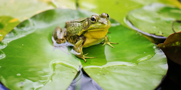 120 Funny and Cute Frog Names for Your New Pet