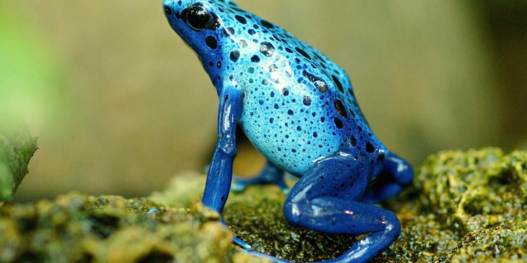 120 Funny and Cute Frog Names for Your New Pet