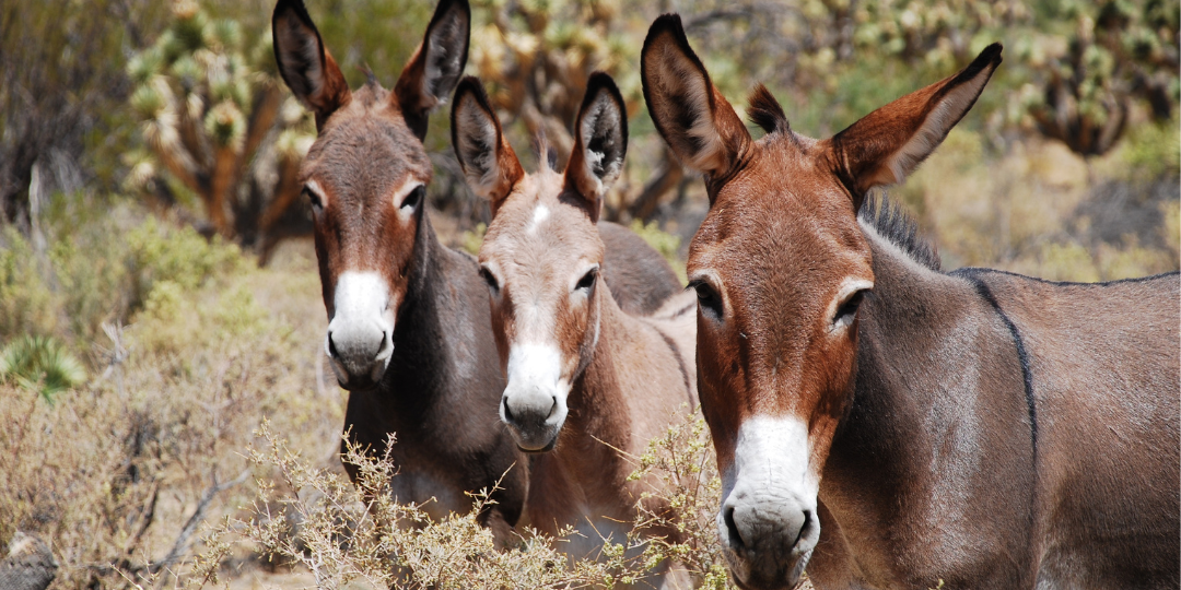 180 Funny Donkey Names & Ideas