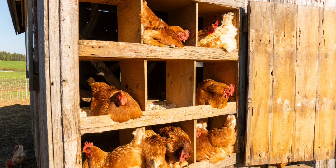 120 Funny Chicken Coop Name Ideas