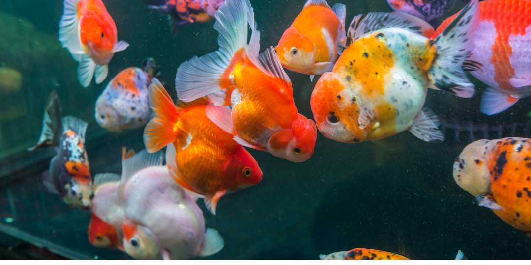 150 Funny Goldfish Names for Your Underwater Pal